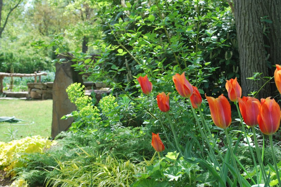 Annuals & Bulb Displays | Greener Gardens