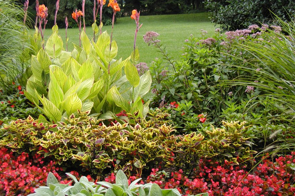 Annuals & Bulb Displays | Greener Gardens